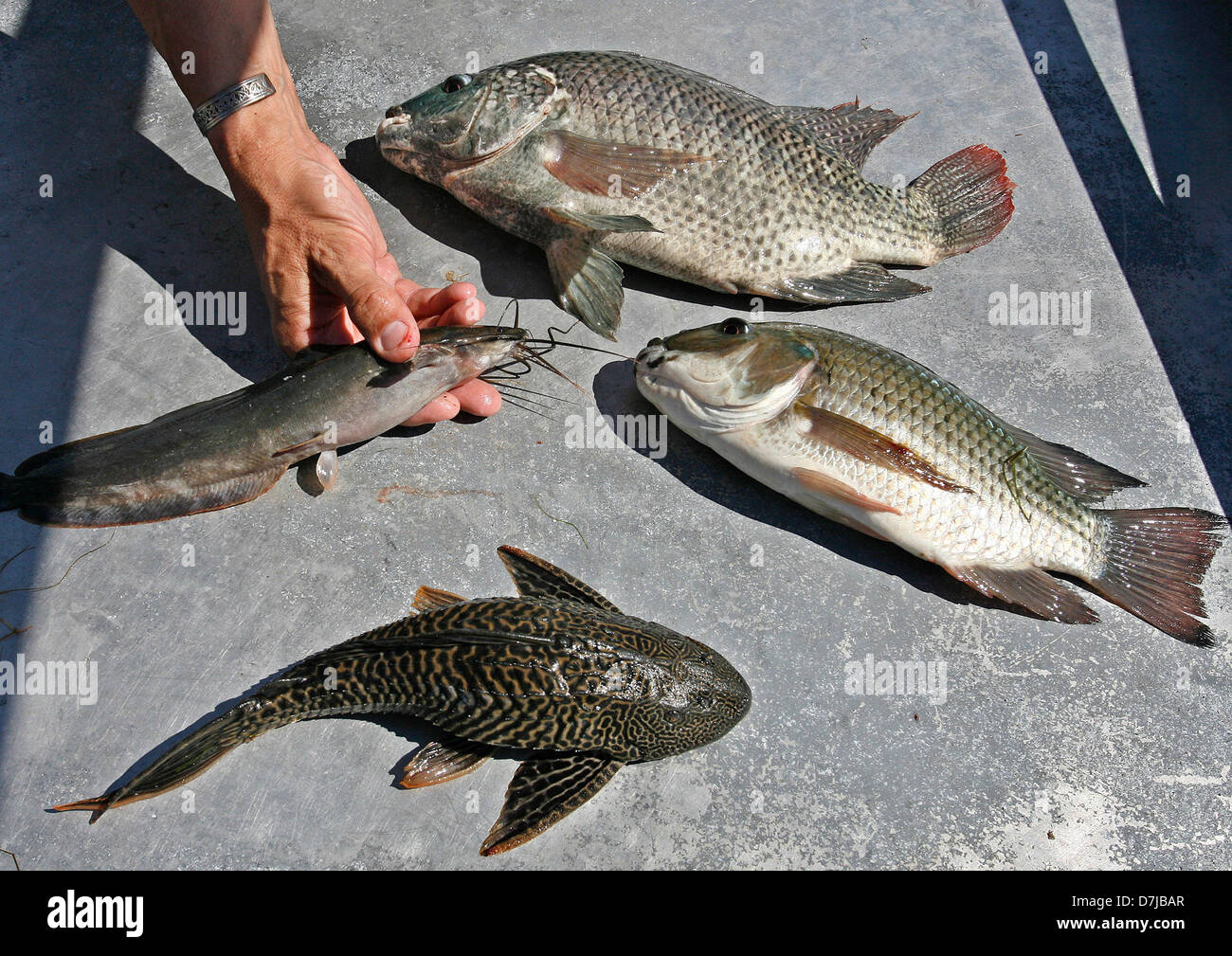 May 8, 2013 - St. Petersburg, Florida, U.S. - SCOTT KEELER | Times ...
