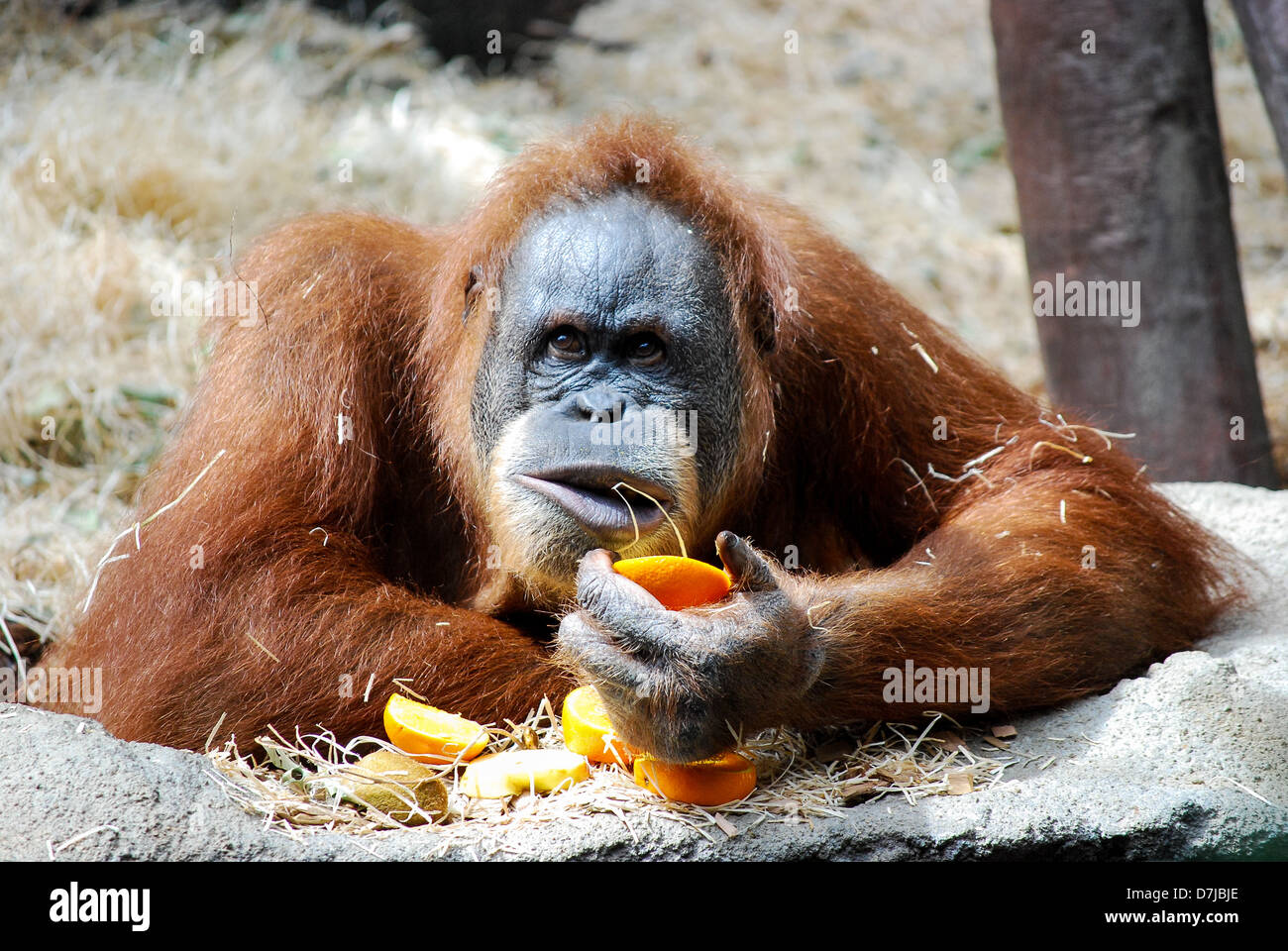 Angry Monkey Stock Photos & Angry Monkey Stock Images - Alamy