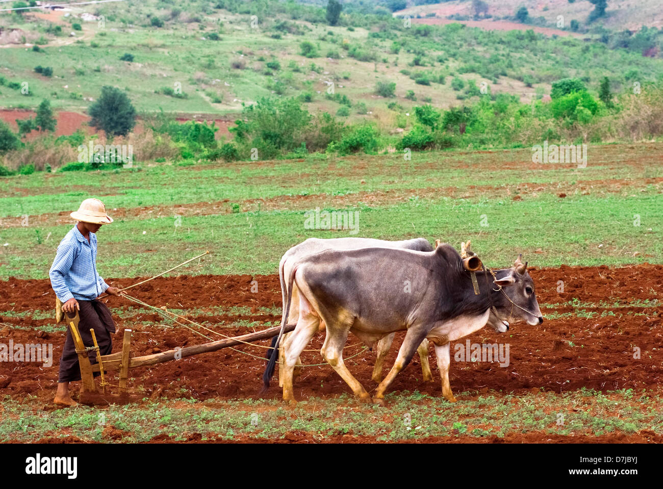 Farmer prepares land rice plantation hi-res stock photography and ...