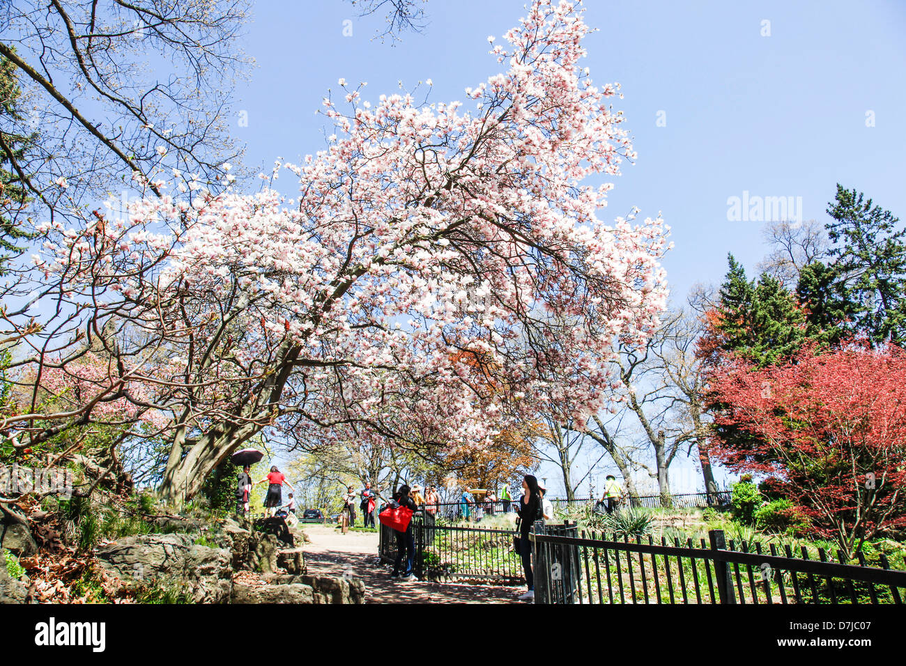 Cherry Blossom Trees in bloom in High Park Toronto,Ontario,Canada Stock ...