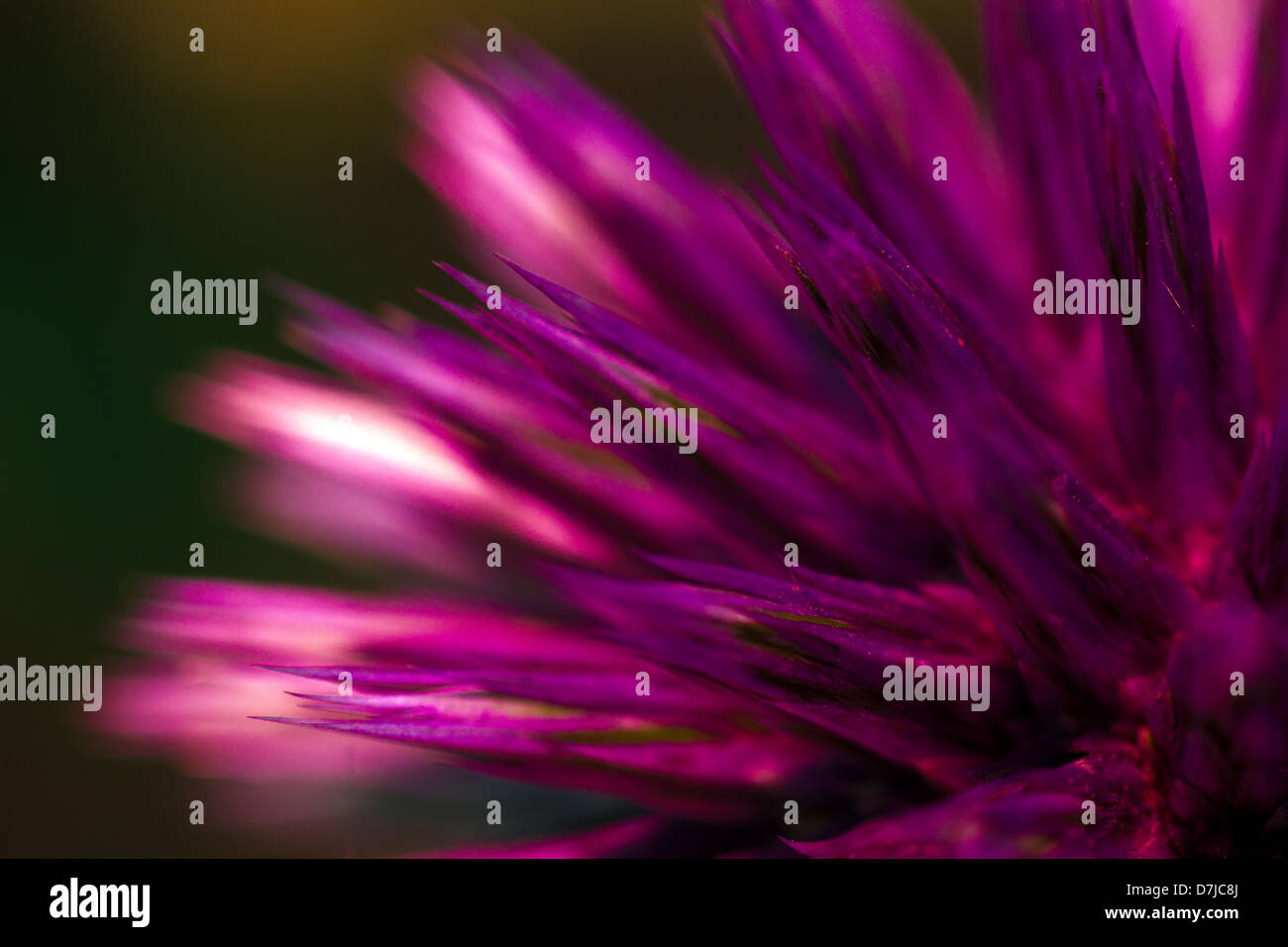 Pink globe thistle hi-res stock photography and images - Alamy