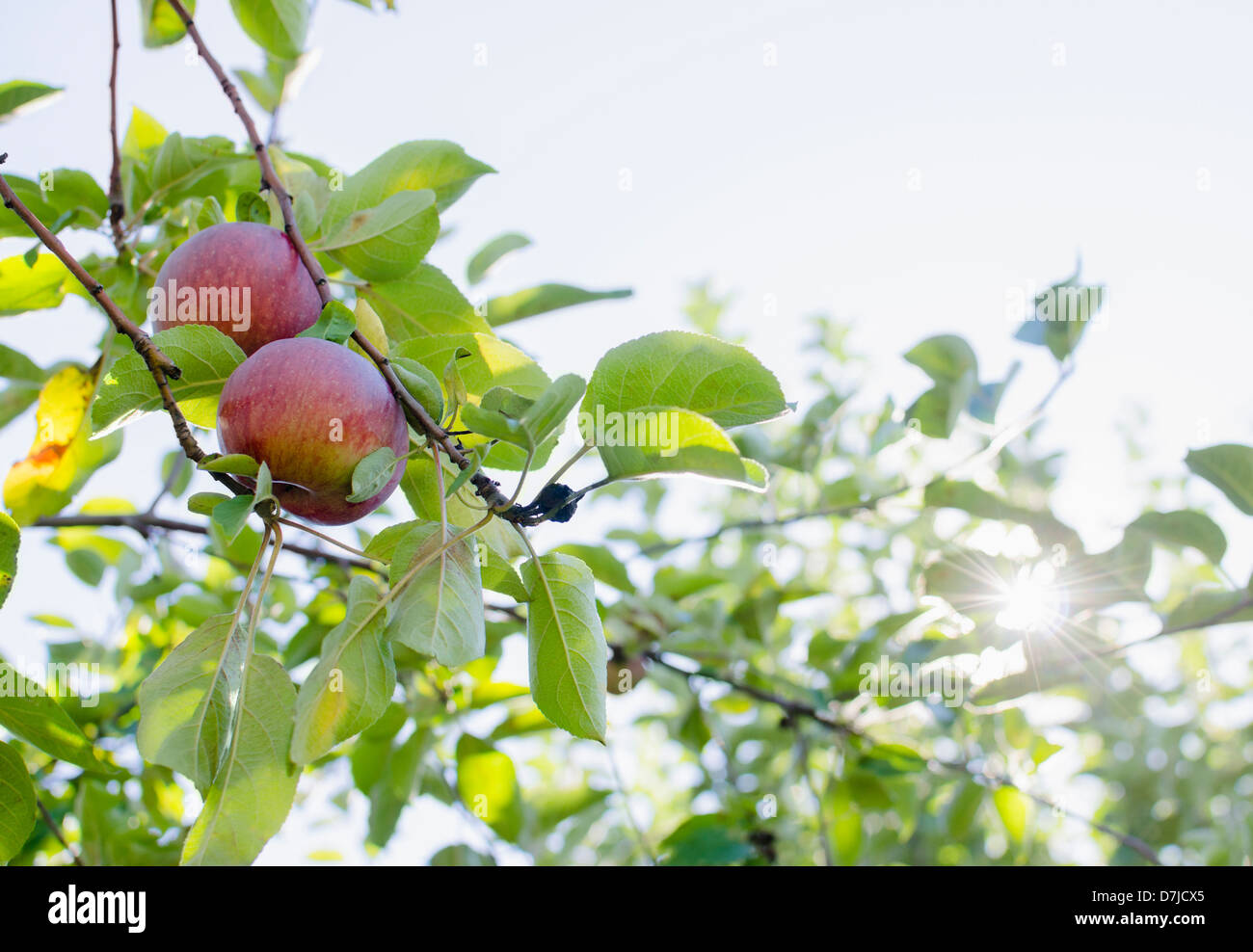 Apple freshness hi-res stock photography and images - Alamy