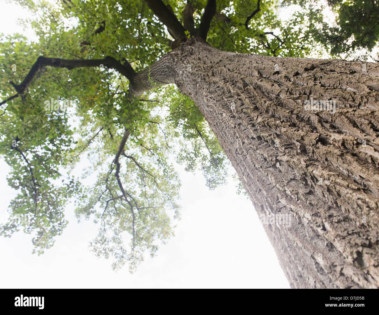 Upward view of old tree Stock Photo - Alamy