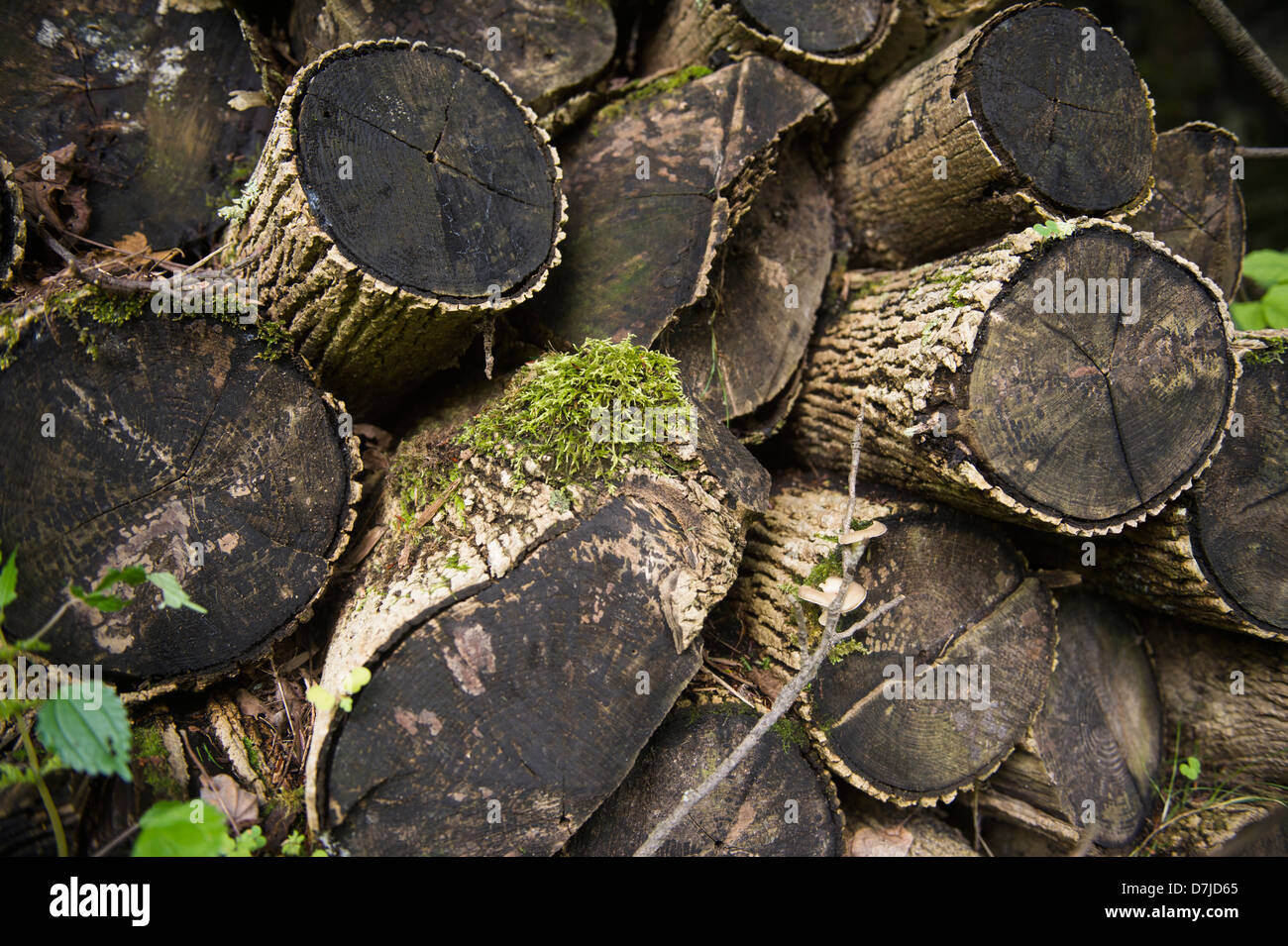 View of cut tree trunks Stock Photo - Alamy