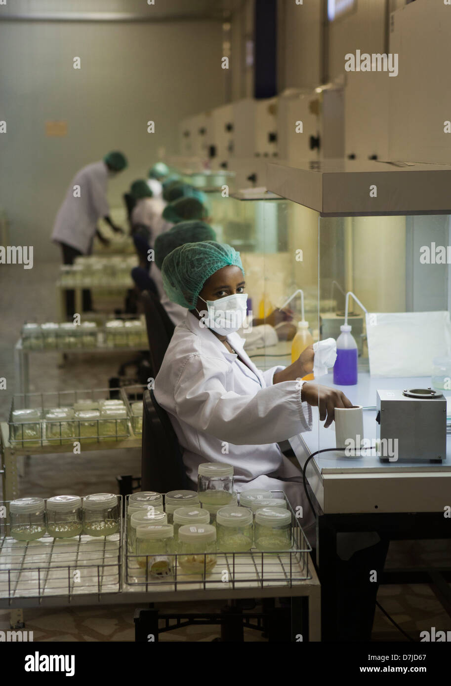 Ethiopian flower farm hi-res stock photography and images - Alamy