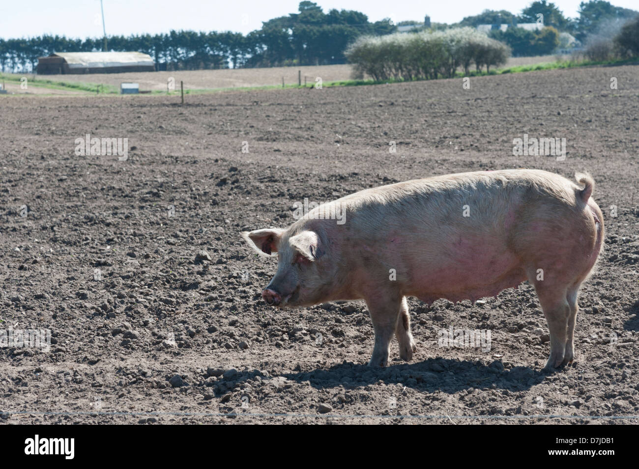 A pig on a farm in the UK Stock Photo - Alamy