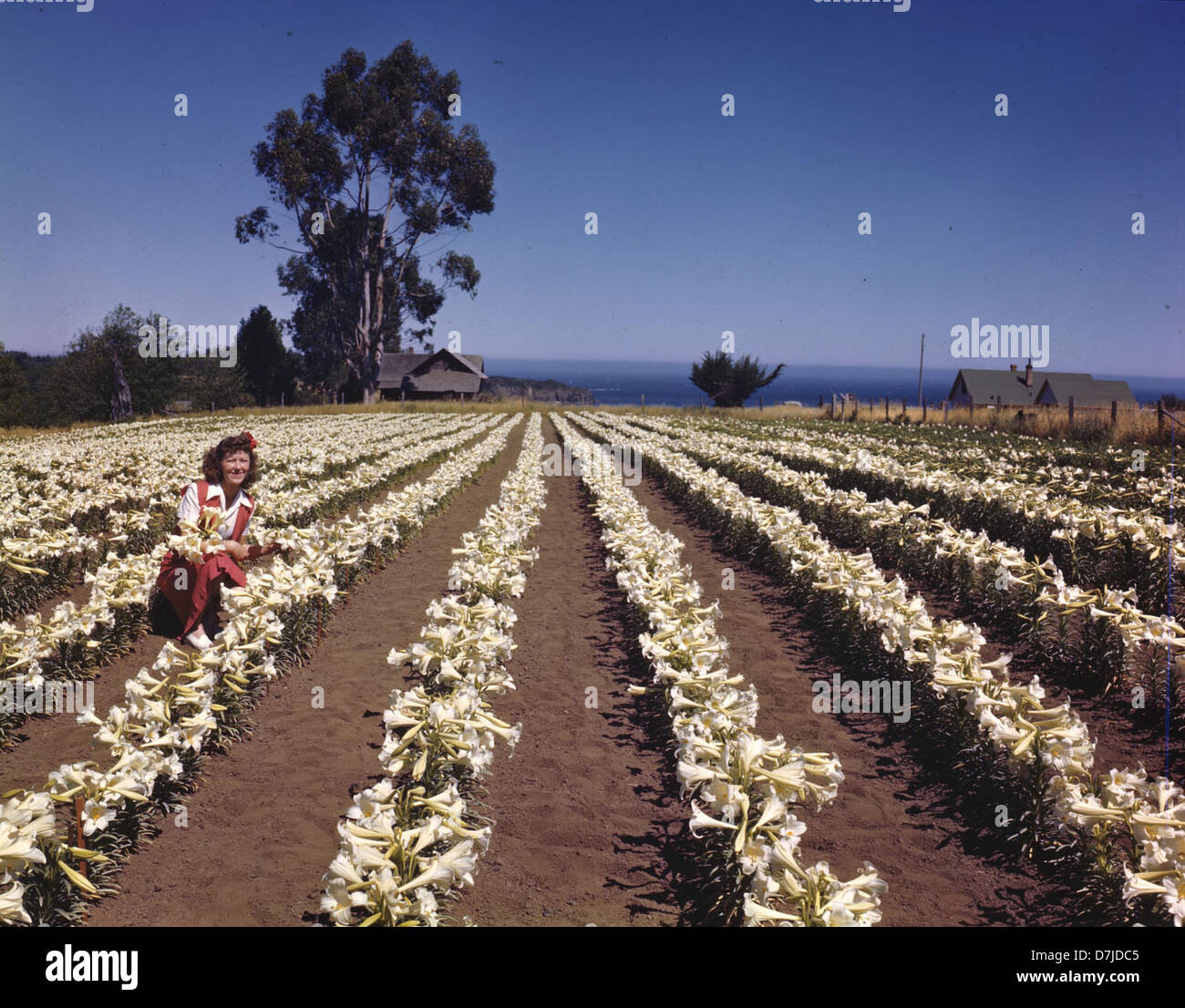 A lily field in Oregon, captured in 1947, showcasing a blooming crop of ...