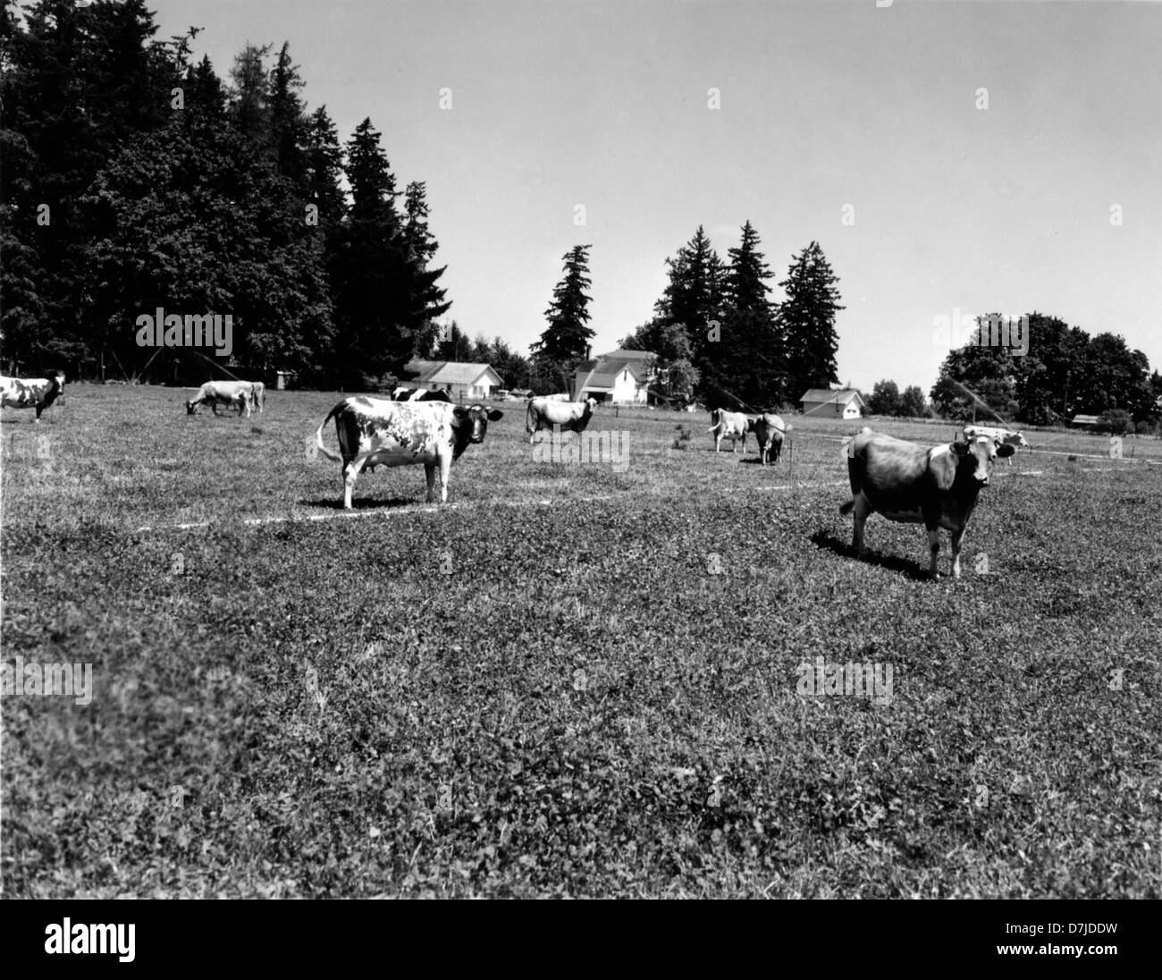 This photograph from July 1951 shows an irrigated clover pasture on a ...
