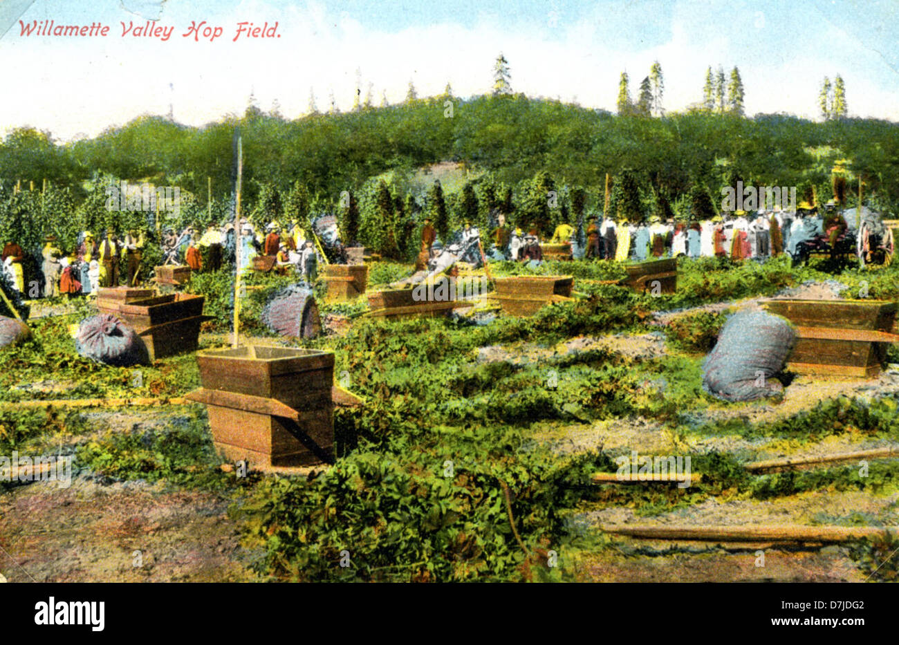 The Willamette Valley Hop Field in Oregon showcases a large-scale hop ...