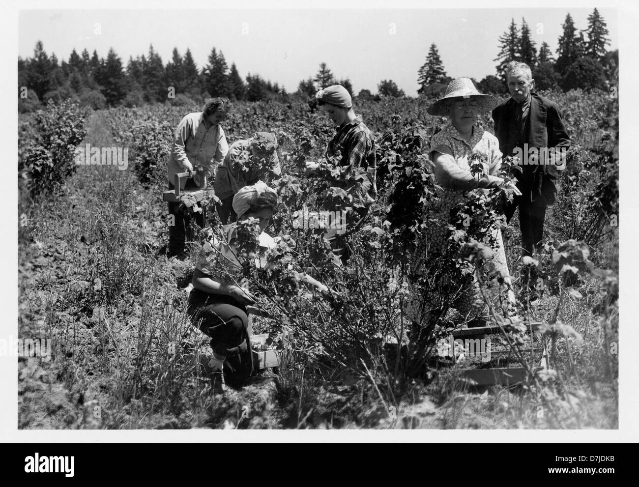 Rural blueberry farm Black and White Stock Photos & Images - Alamy