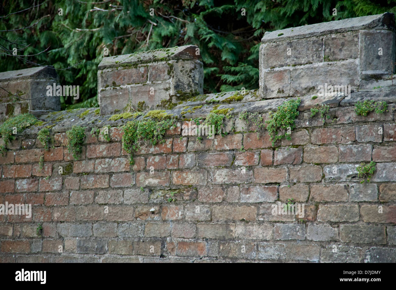 Bishop Auckland castle moss covered walls with turrets,brickwork,trees ...
