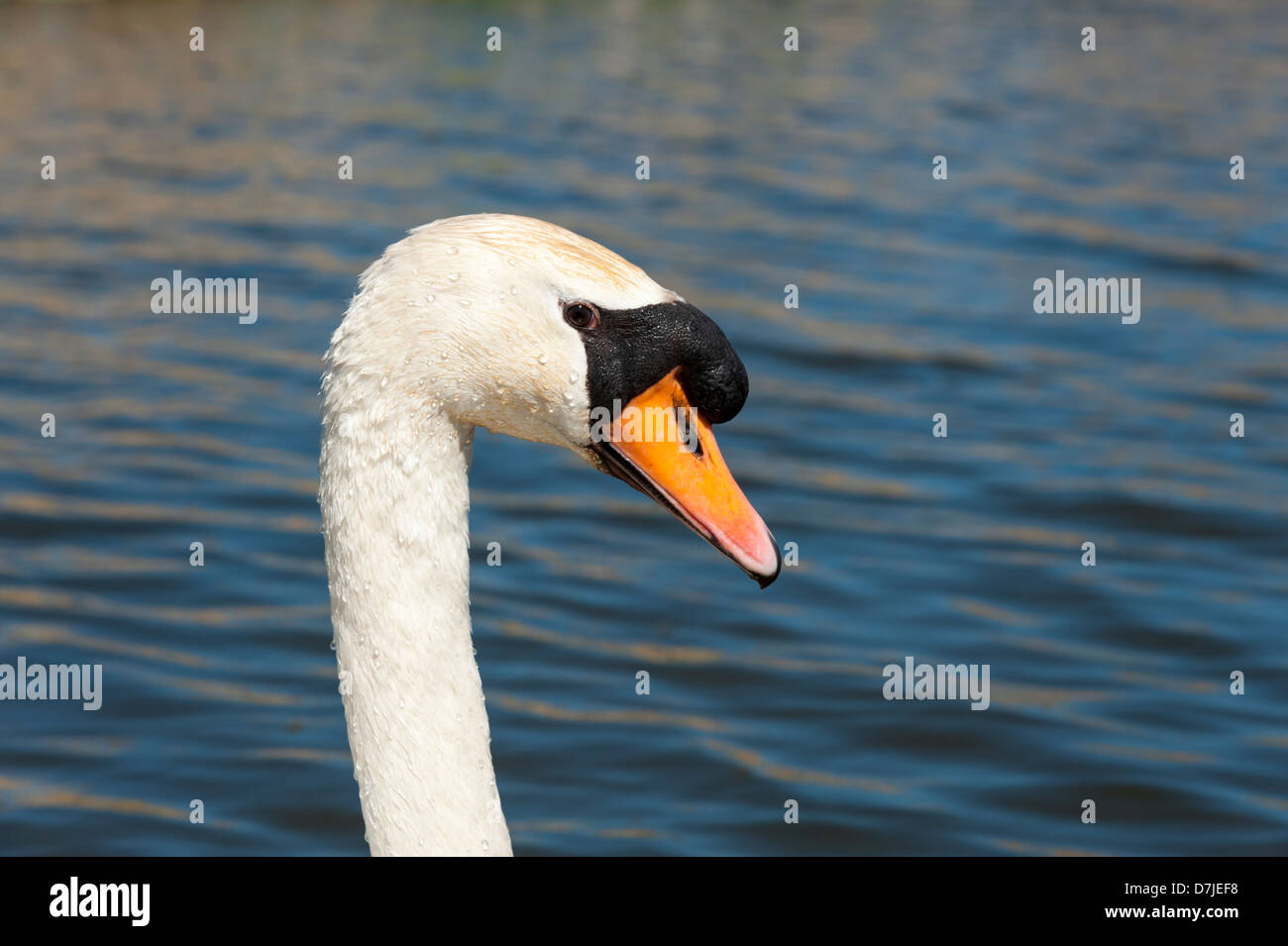 Swans beak hi-res stock photography and images - Alamy