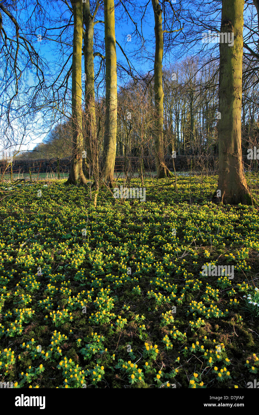 Winter Aconite Flowers (Eranthis hyemalis) and Snowdrop Flowers ...