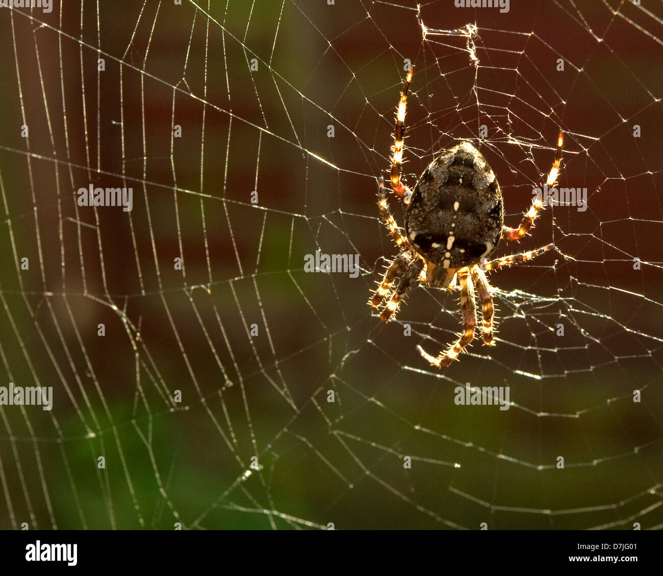 spider in a web Stock Photo - Alamy