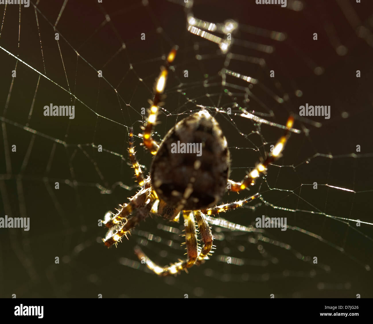 spider in a web Stock Photo - Alamy