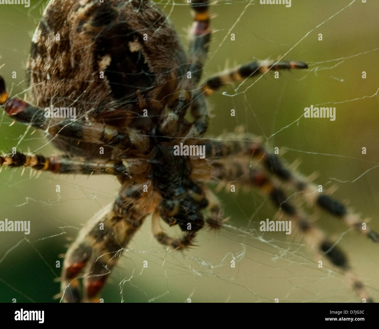 Tangled spider web hi-res stock photography and images - Alamy
