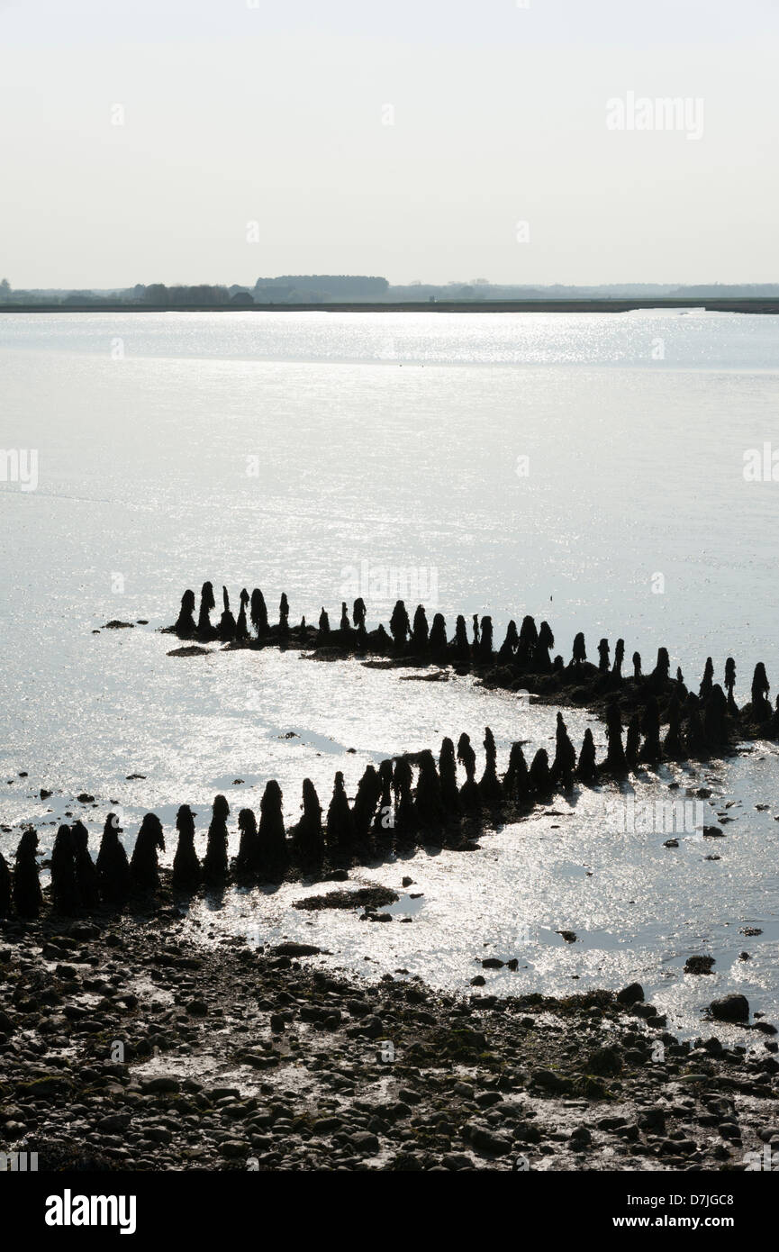 Disused oyster or mussel beds at River Alde estuary at Aldeburgh ...