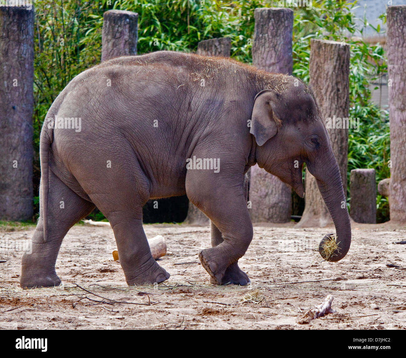 Asian elephant eating hi-res stock photography and images - Alamy