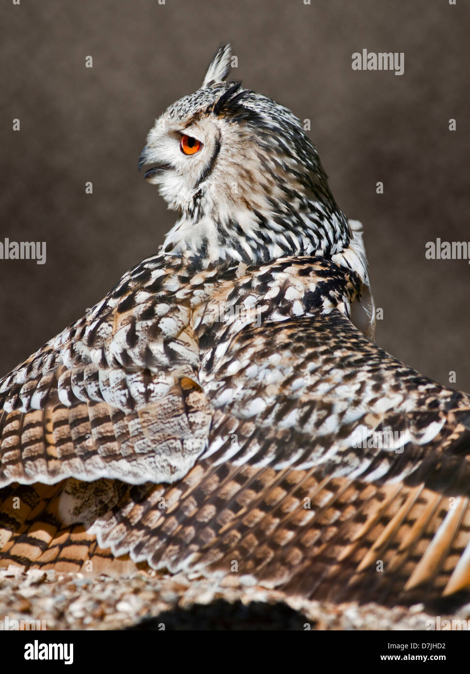 Rock Eagle Owl (bubo bengalensis Stock Photo - Alamy