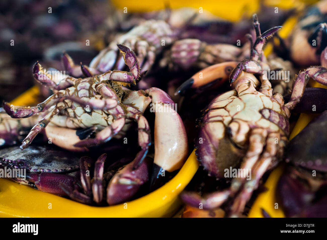 Crabs for sale seen at Chorrillos seafood and fish market in Lima, Peru ...