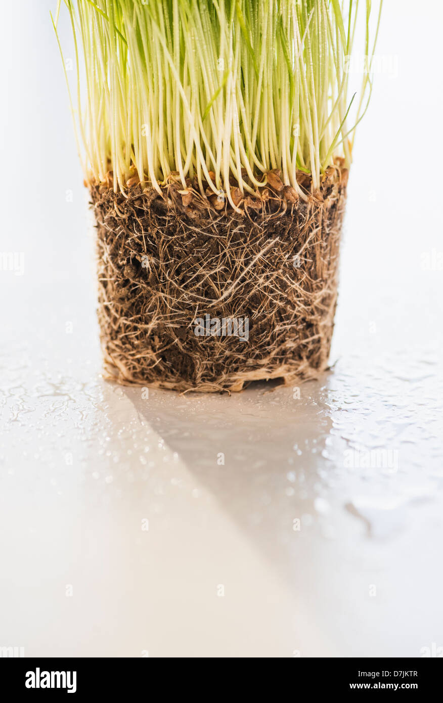 Close up of wheatgrass hi-res stock photography and images - Alamy