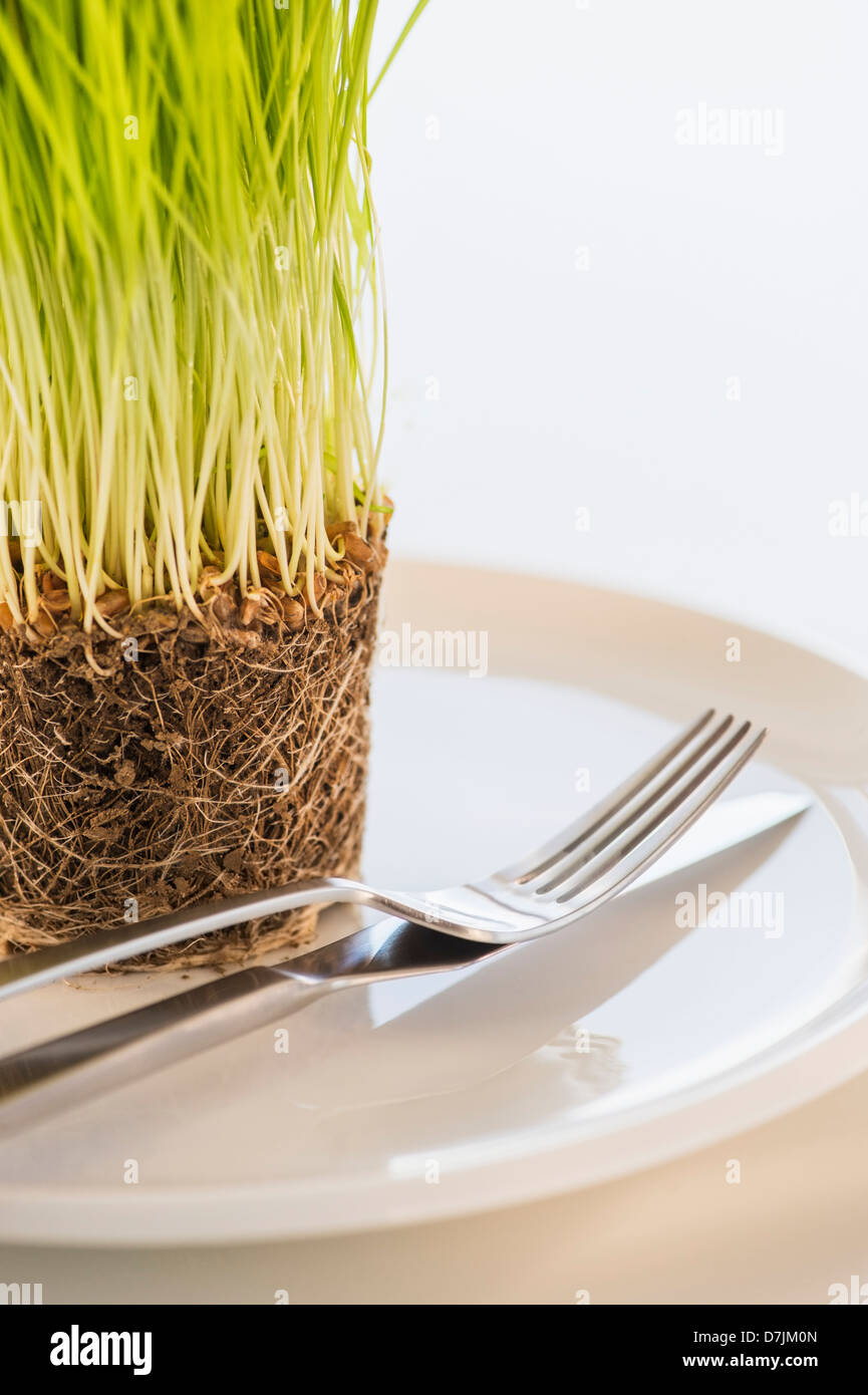 Close up of wheatgrass hi-res stock photography and images - Alamy
