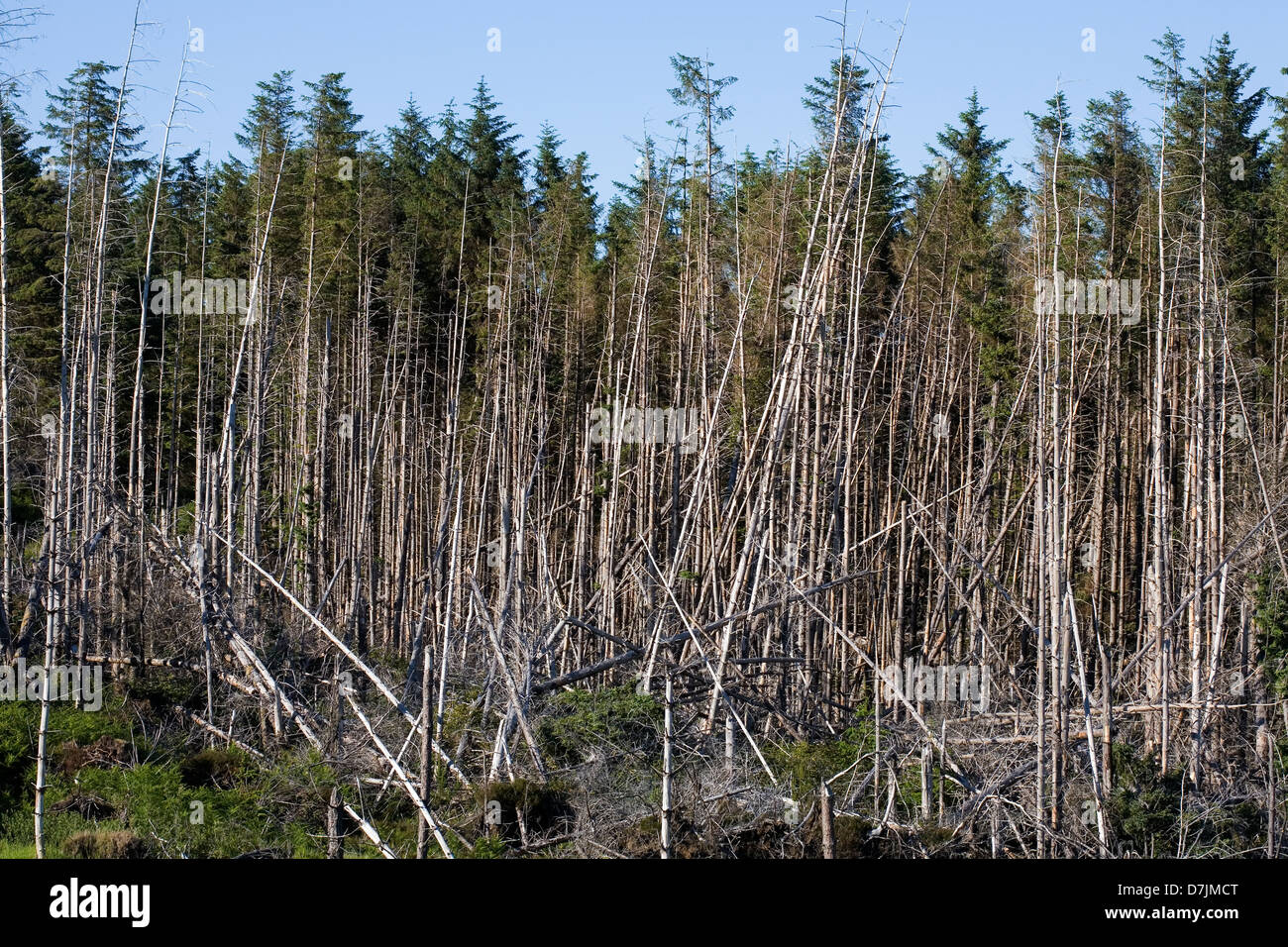 Dead tree isle of skye hi-res stock photography and images - Alamy
