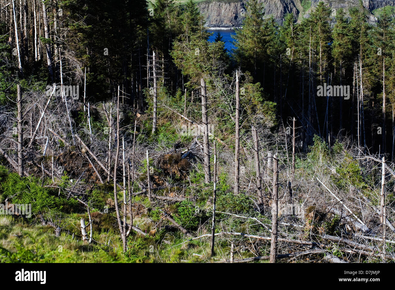 Conifer plantation trees damaged by storms Orbost Isle of Skye Scotland ...