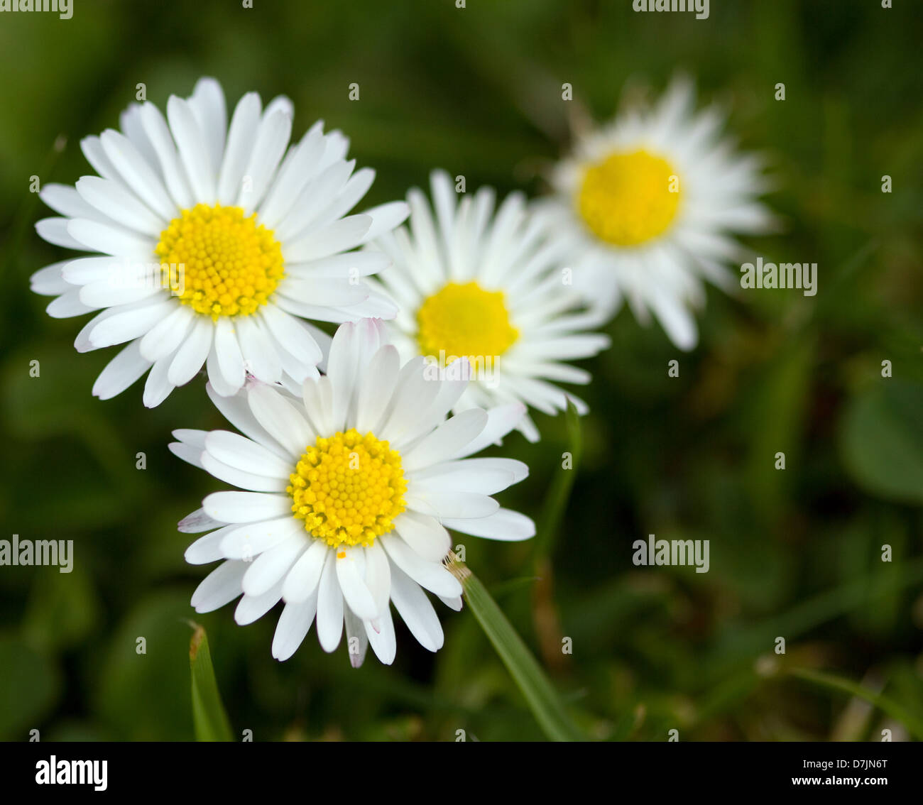 Garden common hi-res stock photography and images - Alamy