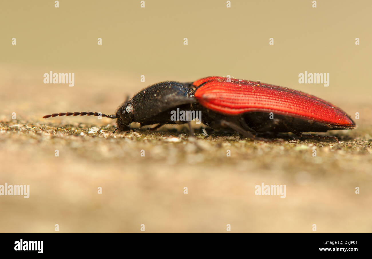 Elater sanguineus hi-res stock photography and images - Alamy