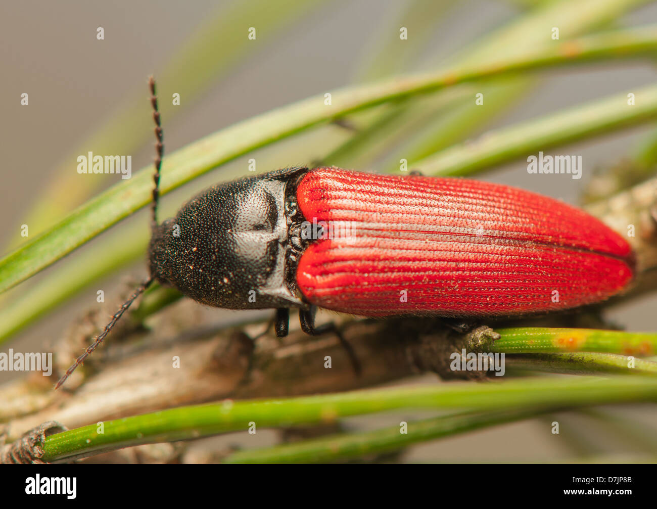 Elater sanguineus hi-res stock photography and images - Alamy