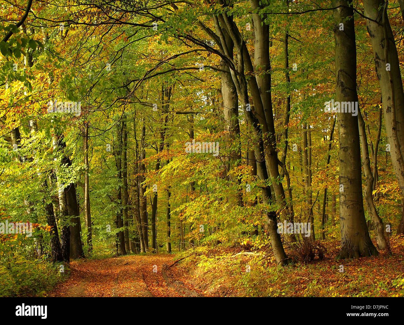 Colorful autumn forest Stock Photo - Alamy