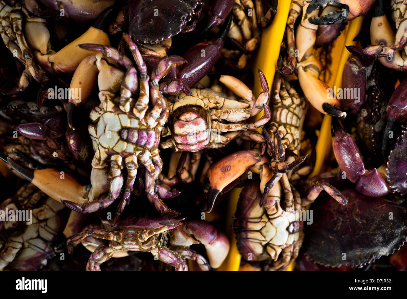 Crabs for sale seen at Chorrillos seafood and fish market in Lima, Peru ...