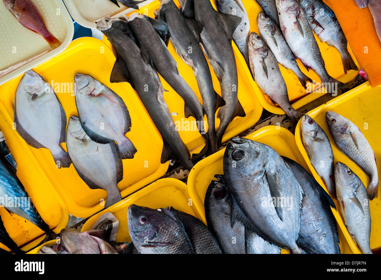 Wide variety of fresh fish seen at Chorrillos seafood and fish market ...