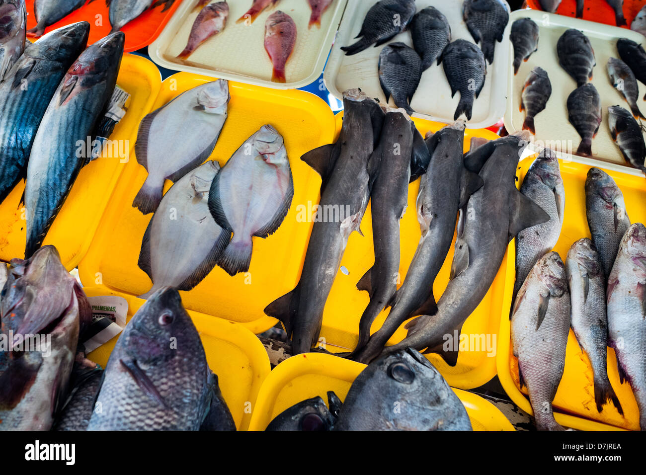 Wide variety of fresh fish seen at Chorrillos seafood and fish market ...