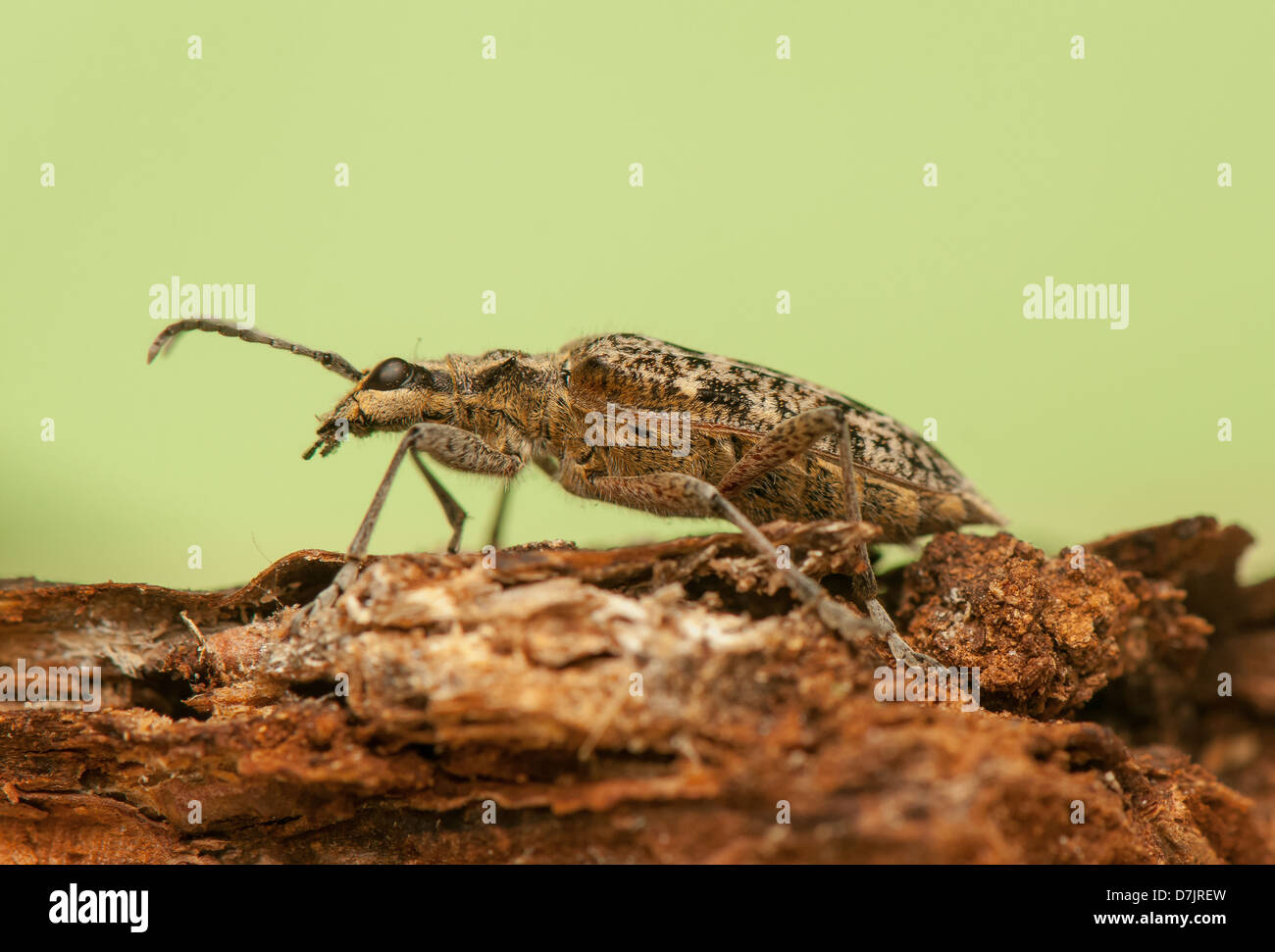 Longhorn beetle rhagium inquisitor hi-res stock photography and images ...