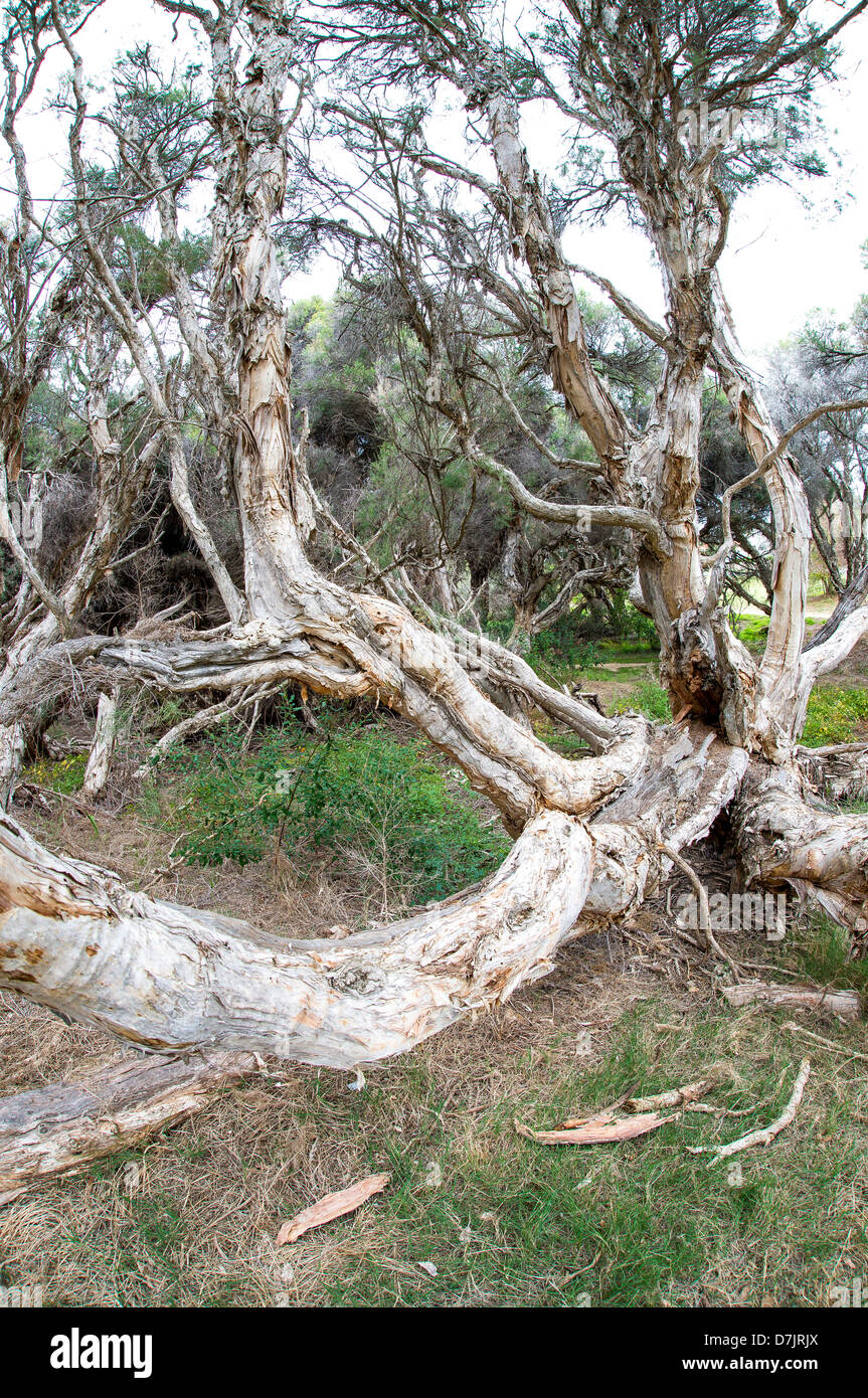 Western australian trees hi-res stock photography and images - Alamy