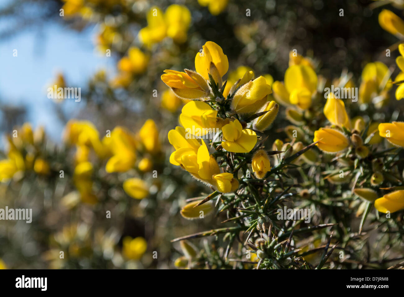 High on the Chevin the yellow gorse flowers add a touch of colour Stock ...