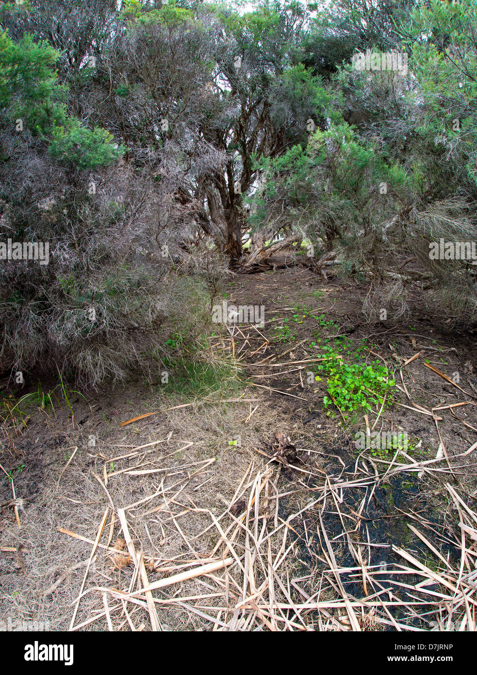 Star Swamp Trees in Perth Western Australia Stock Photo - Alamy
