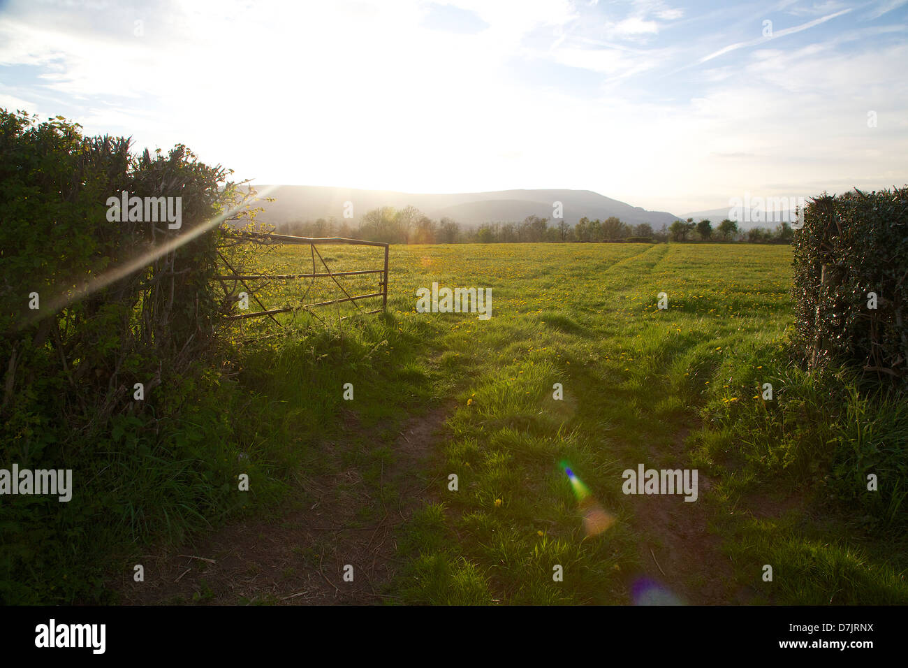 Common uk field weeds hi-res stock photography and images - Alamy