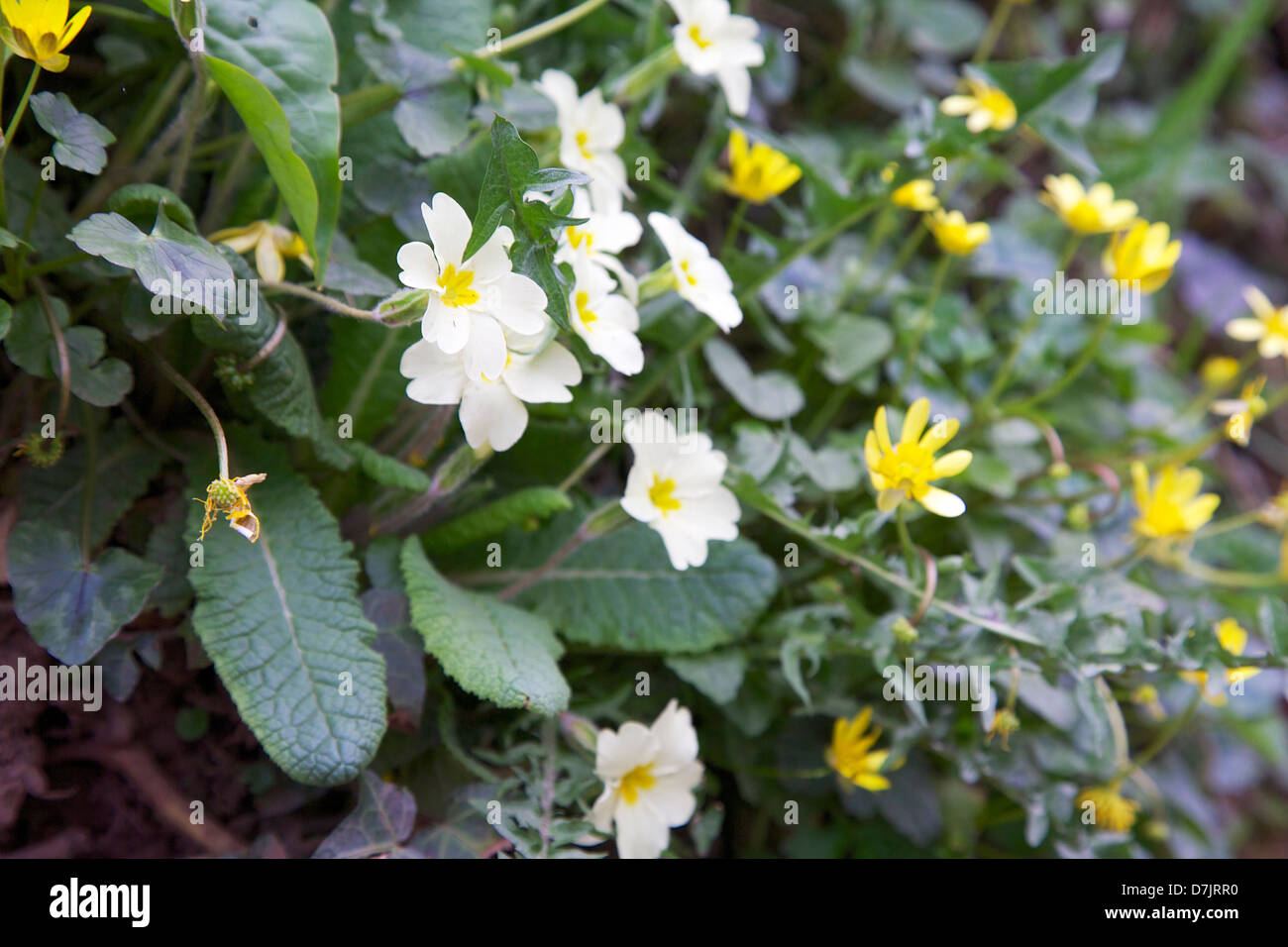 Wild primrose hi-res stock photography and images - Alamy