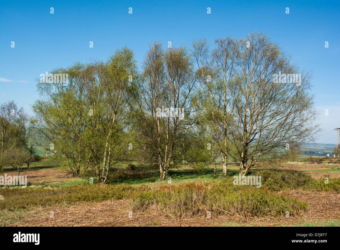 Spring Silver Birch Trees High Resolution Stock Photography and Images ...