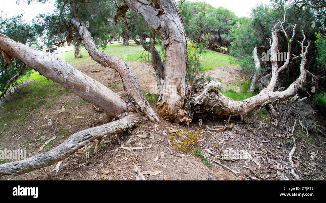 Star Swamp Trees in Perth Western Australia Stock Photo - Alamy