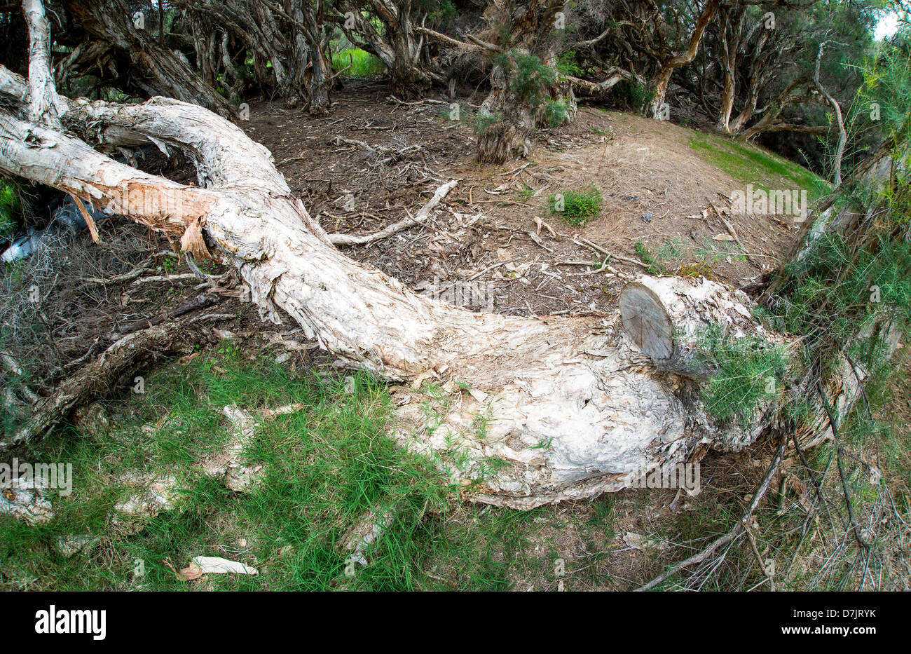 Star Swamp Trees in Perth Western Australia Stock Photo - Alamy