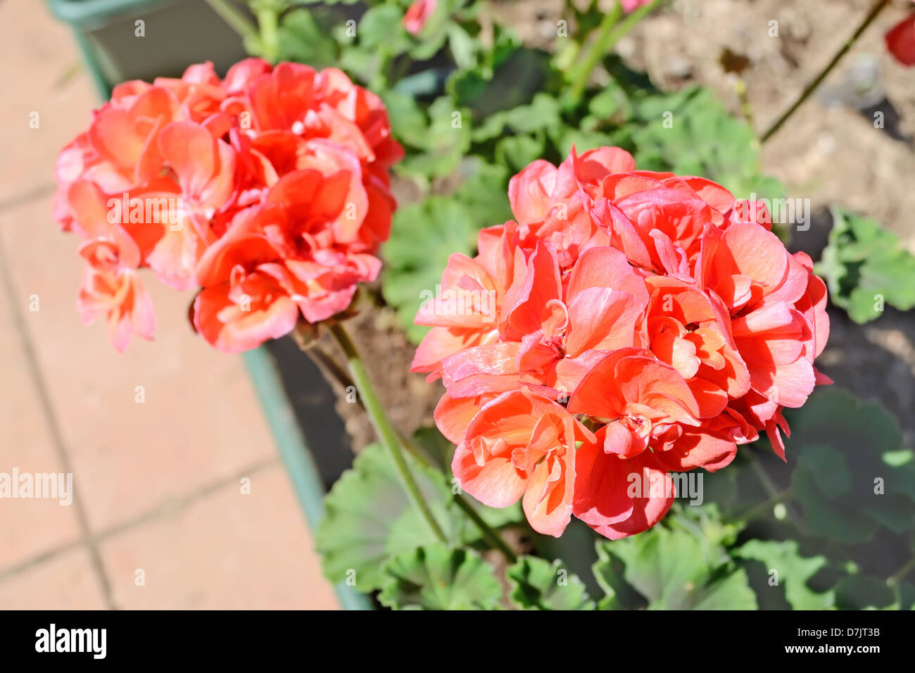 red geraniums close up Stock Photo - Alamy