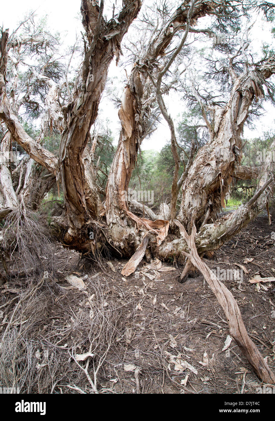Paper Bark tree in Star Swamp Perth Western Australia Stock Photo - Alamy