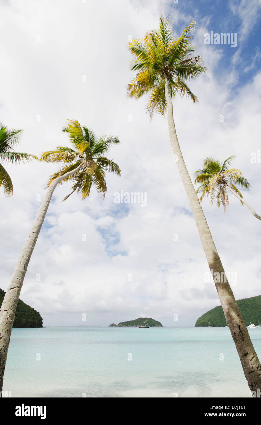 St john palm tree hi-res stock photography and images - Alamy