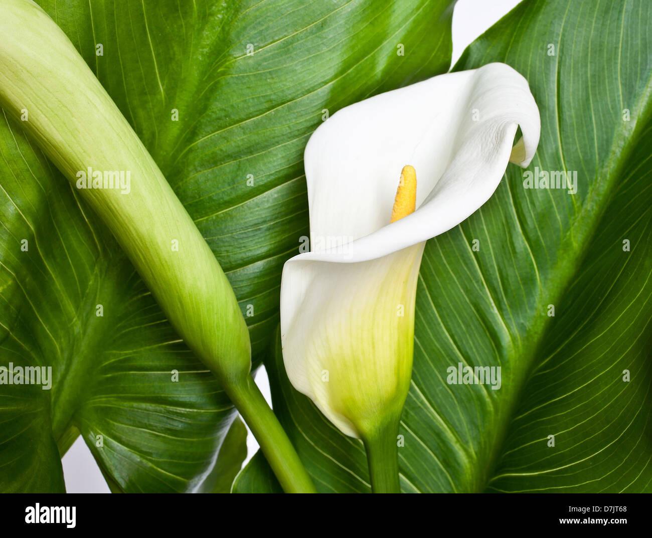 Calla leaf hi-res stock photography and images - Alamy