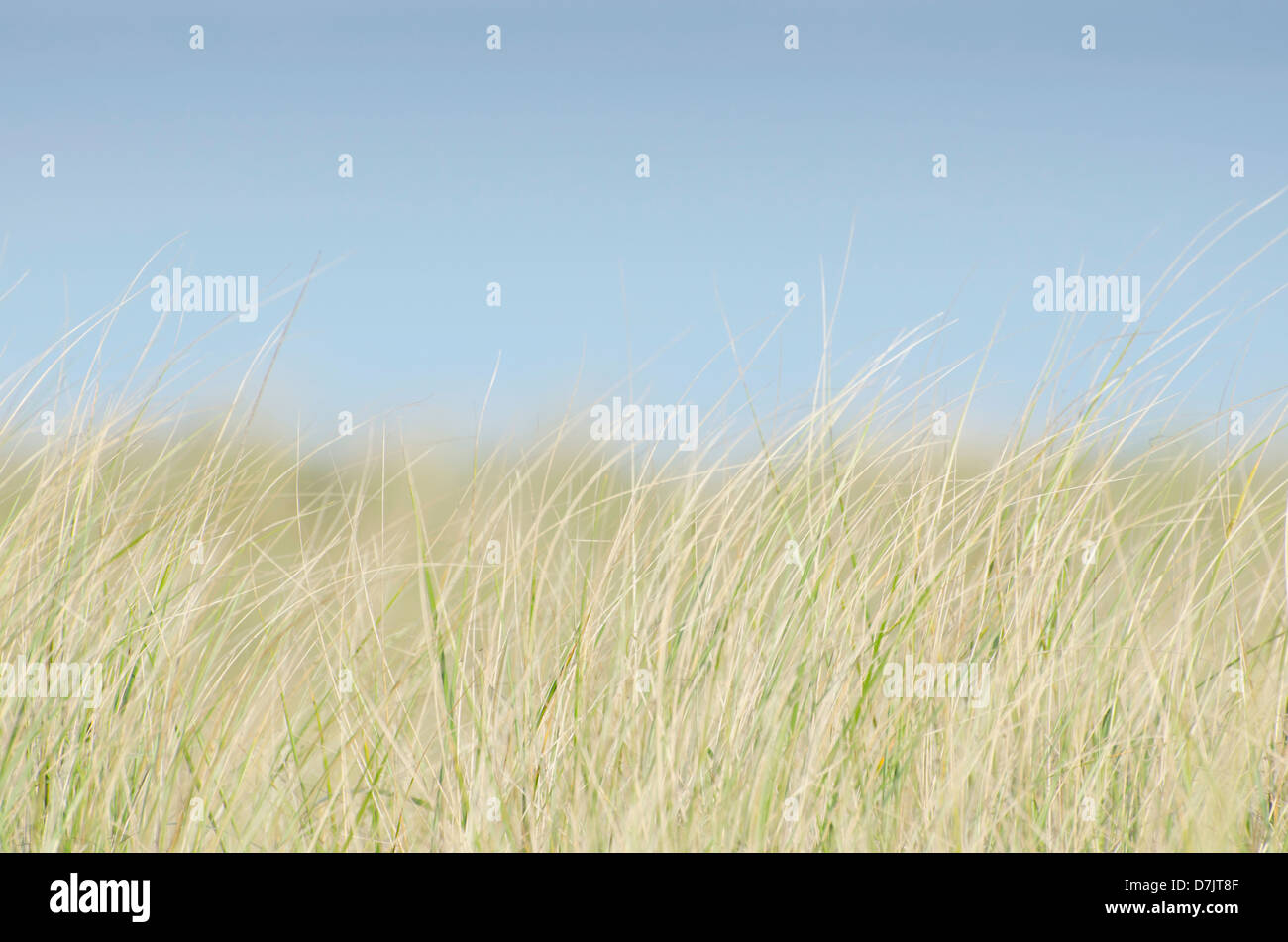 Usa dune grass hi-res stock photography and images - Alamy