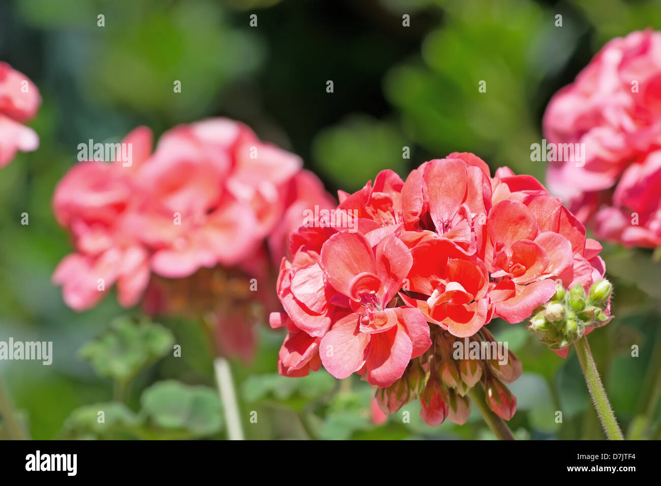 red geraniums close up Stock Photo - Alamy
